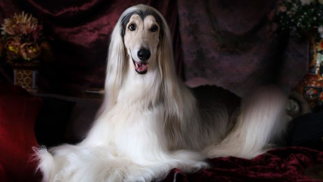 The Secret World of Posh Pets Season 1: Where To Watch Every Episode ...