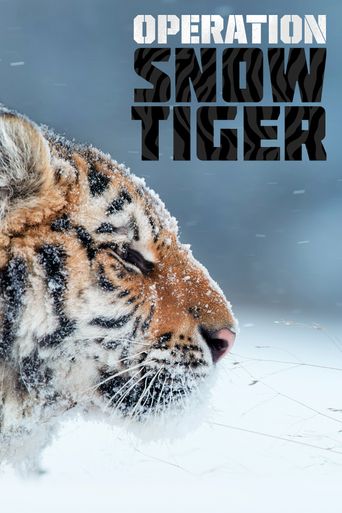 Operation Snow Tiger Season 1: Where To Watch Every Episode | Reelgood