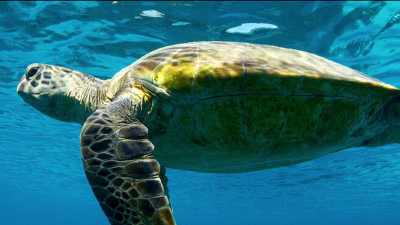 Our Universe Season 1: Where To Watch Every Episode | Reelgood