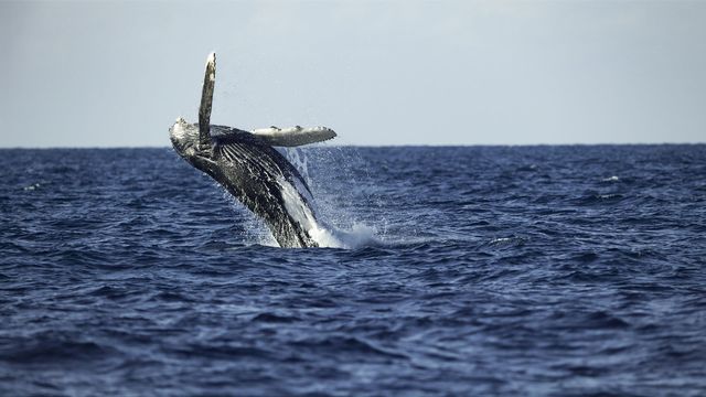Secrets of the Whales Season 1: Where To Watch Every Episode | Reelgood